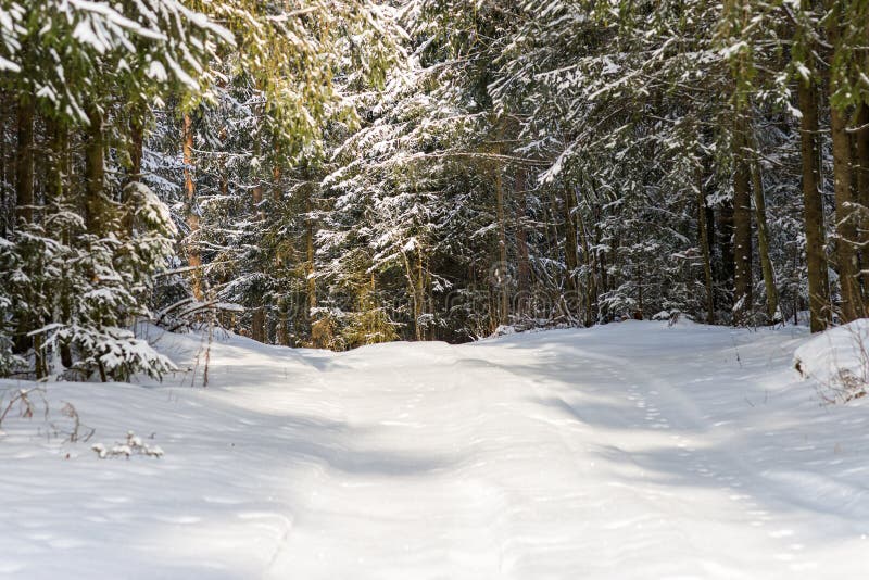 Snowy Trail Path in the Winter Coniferous Forest.Cold Winter Snowy ...