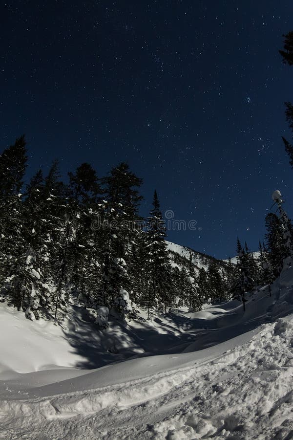 Snowy Trail in Winter Forest Under the Night Sky Stock Photo - Image of ...