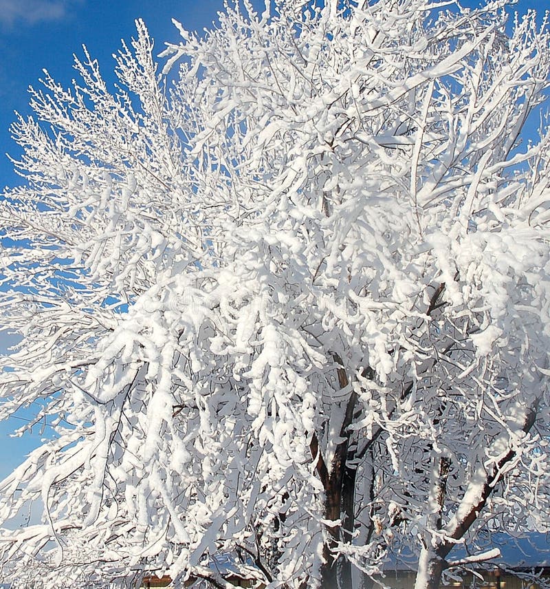 Snowy tree stock photo. Image of december, season, chilly - 12370116