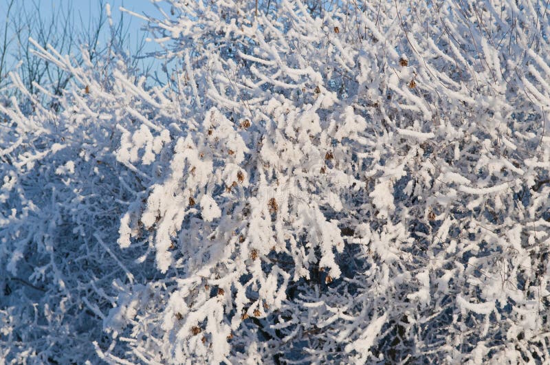 Snowy tree stock image. Image of january, plant, cool - 13471947