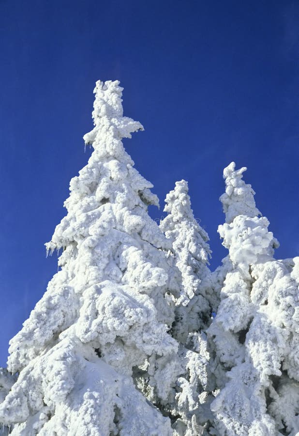 Snowy Tree Picture. Image: 1530820