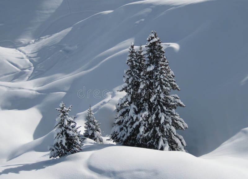 Snowy tree stock image. Image of quiet, cableway, alpine - 16485003