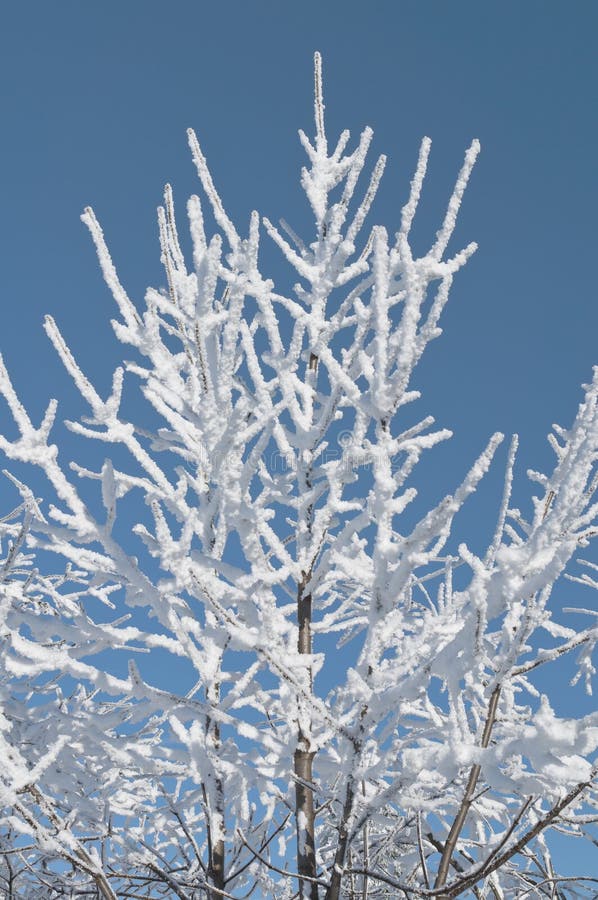 Snowy tree stock image. Image of scene, january, season - 22120465