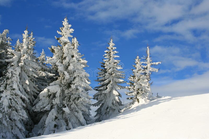Snowy tree stock photo. Image of holiday, clear, pine - 30257812