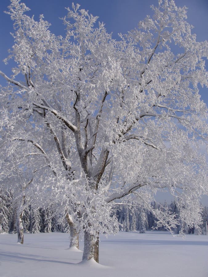 Snowy tree stock photo. Image of season, landscape, bright - 3749354