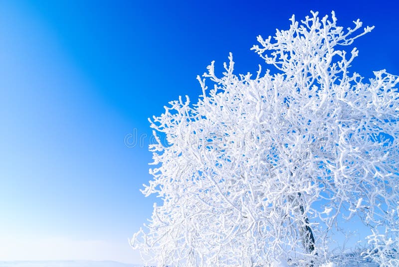 Snowy tree stock image. Image of blizzard, light, snowcapped - 37556227