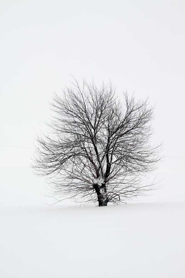 Snowy tree stock photo. Image of nature, tranquility - 37580936