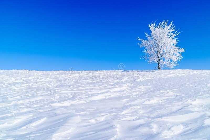 Snowy tree stock image. Image of beauty, people, january - 37610655