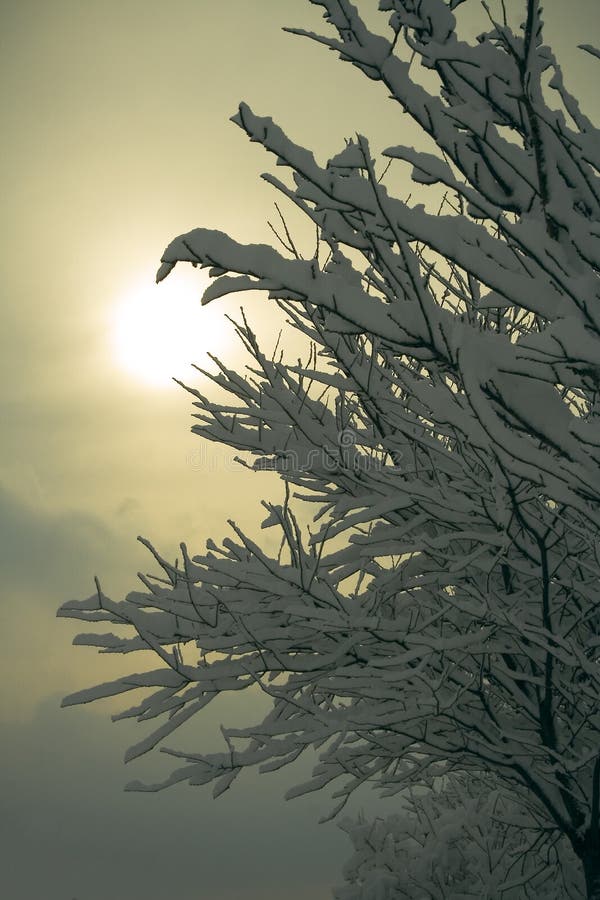 Snowy tree stock photo. Image of tree, frosty, forest, frozen - 591476