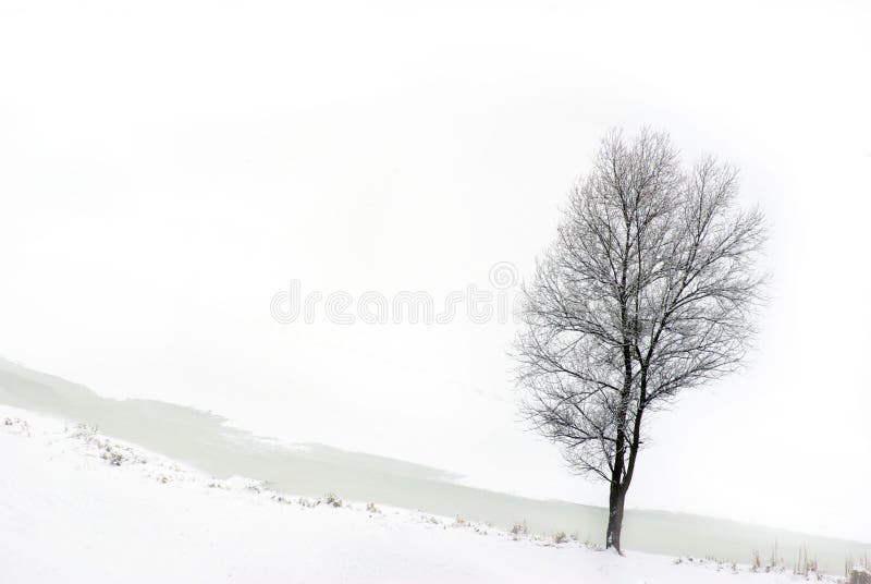 Lone Tree in Snowy Field stock image. Image of illinois - 654769