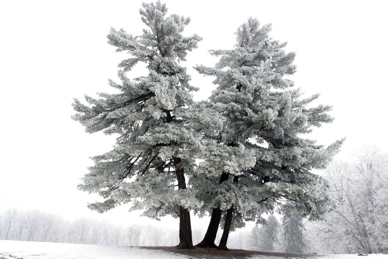 Snowy tree stock image. Image of outdoor, holiday, rural - 90206229