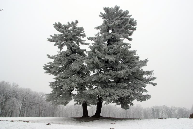 Snowy tree stock photo. Image of ecology, landscape, environment - 90206300