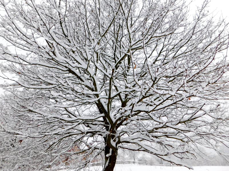 Snowy tree stock photo. Image of forest, fairytale, fantastic - 120161606