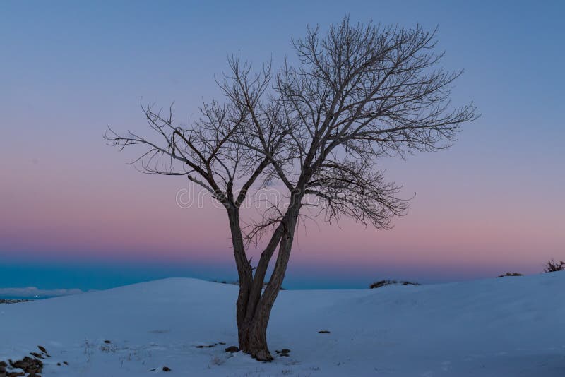 Snowy Tree at Blue Hour stock photo. Image of nature - 262884542