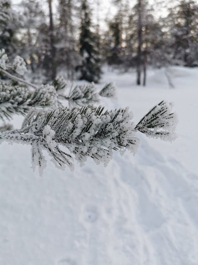 Snowy tree branch stock photo. Image of winter, finland - 175969568
