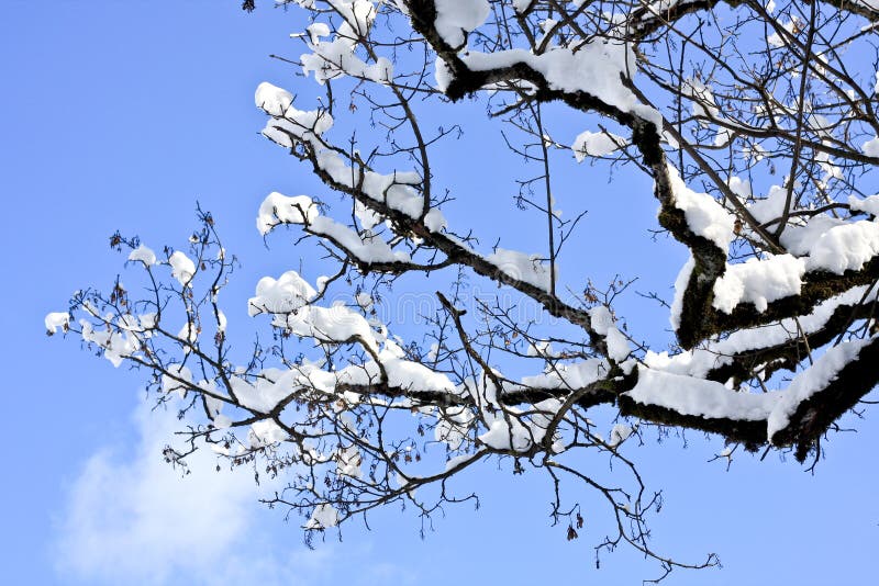 Snowy tree branch stock photo. Image of covered, winter - 71399972