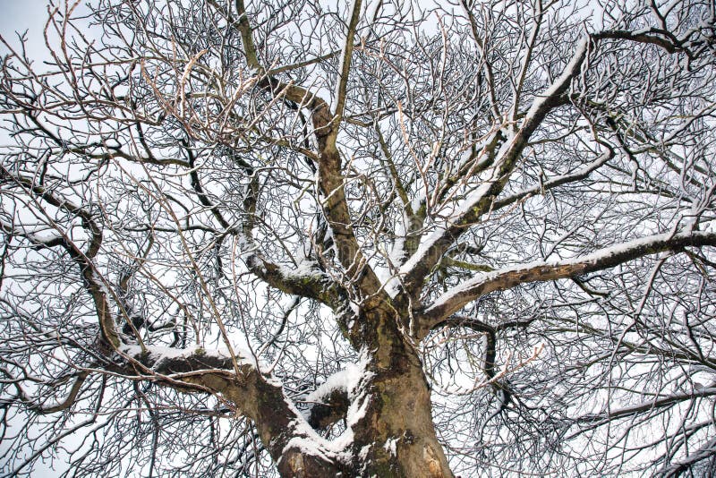 Snowy tree branches stock photo. Image of scene, frozen - 12557162