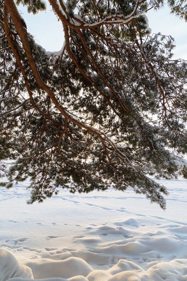 Snowy Tree Branches Above Snowy Ground Stock Photo - Image of branch ...