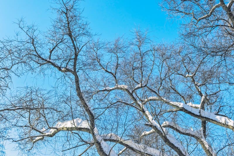 The Snowy Tree Branches Against Blue Sky Stock Photo - Image of cold ...