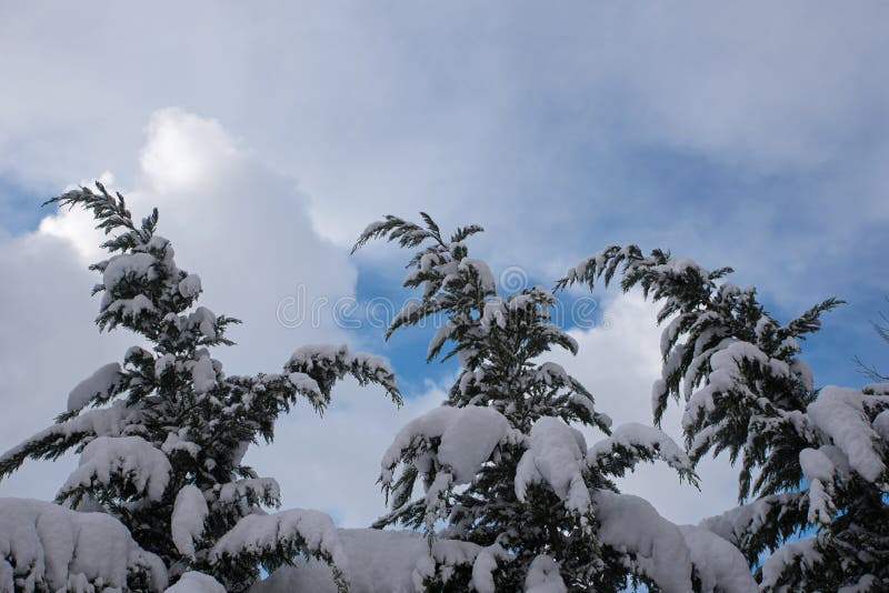 Snowy tree branches stock image. Image of forest, hoar - 46396989