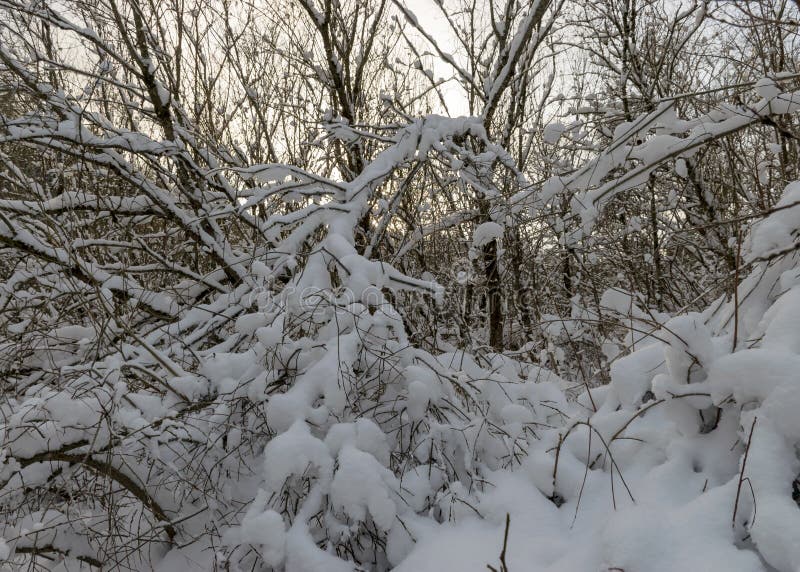 Snowy Tree Branches, Thick Layer of Snow Covers the Tree Branches Stock ...