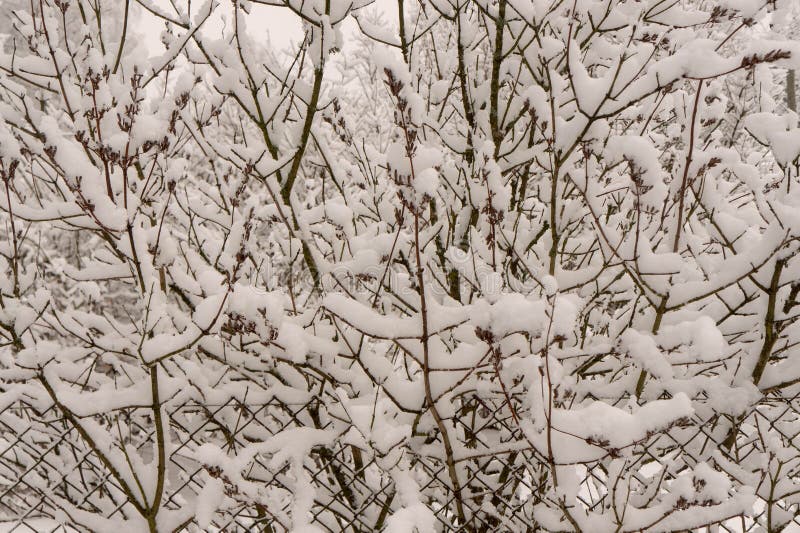 Snowy tree branches stock image. Image of forest, cold - 84265797