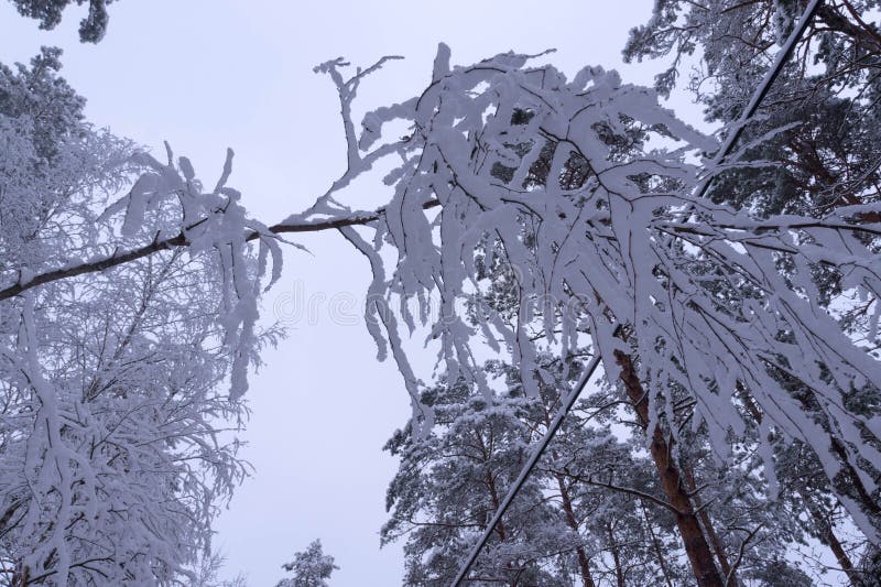 Snowy tree branches stock photo. Image of nature, cold - 84171678