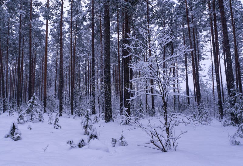 Snowy tree branches stock photo. Image of nature, cold - 84171678
