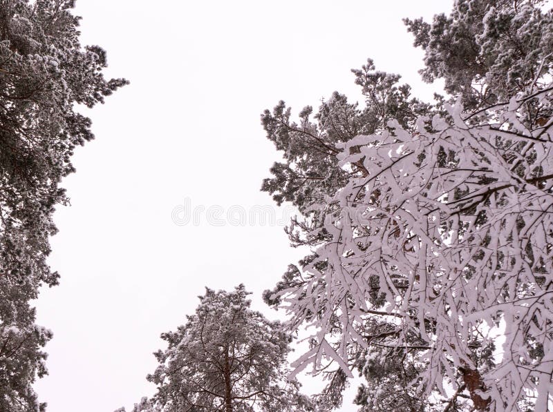 Snowy tree branches stock image. Image of snowy, holiday - 84265833
