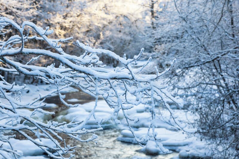 Snowy tree branches stock image. Image of forest, hoar - 46396989