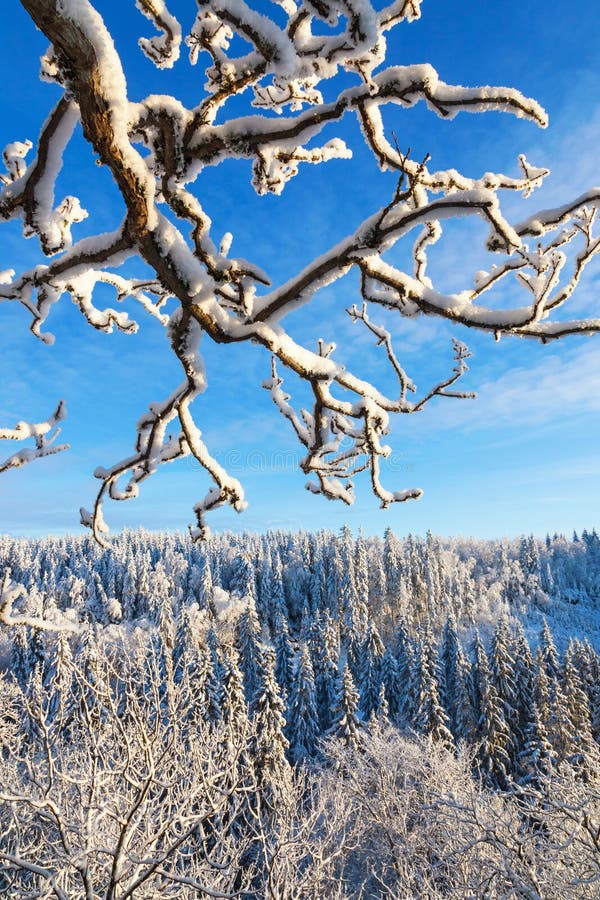 Snowy old Oak tree stock image. Image of landscape, scenic - 27203319