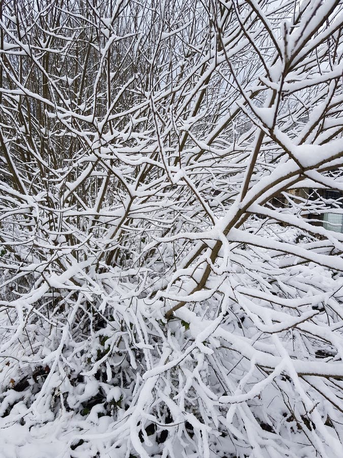 Snowy tree bush stock image. Image of twig, line, snow - 253669987