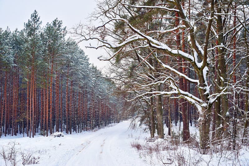 Snowy tree in the forest stock photo. Image of frost - 28418924