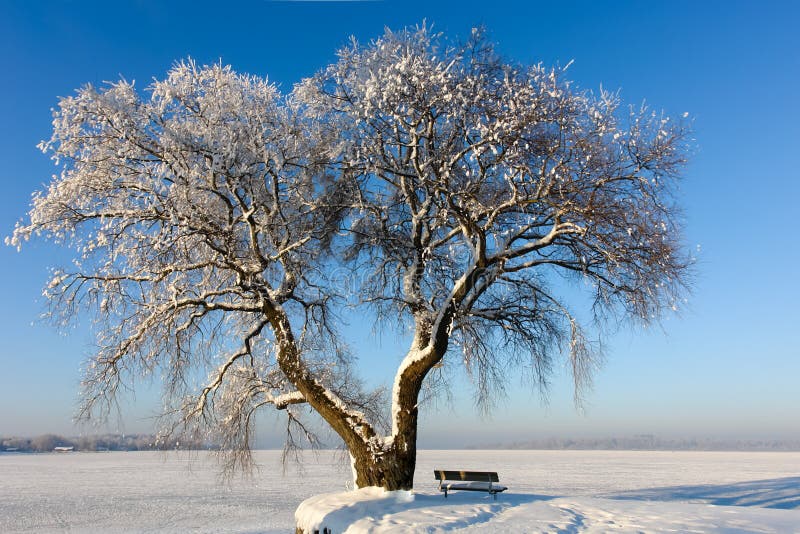 Snowy Tree on Frozen Lake II Stock Photo - Image of scenery, clean ...