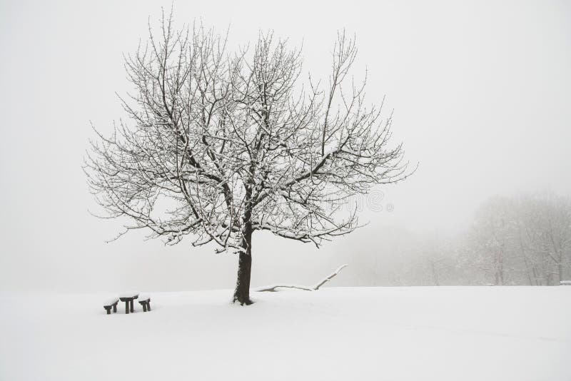 Snowy tree stock photo. Image of white, tourist, hike - 39387950