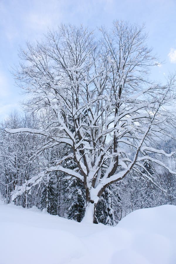Snowy Alpine Trees XI stock photo. Image of cold, landscape - 36268486