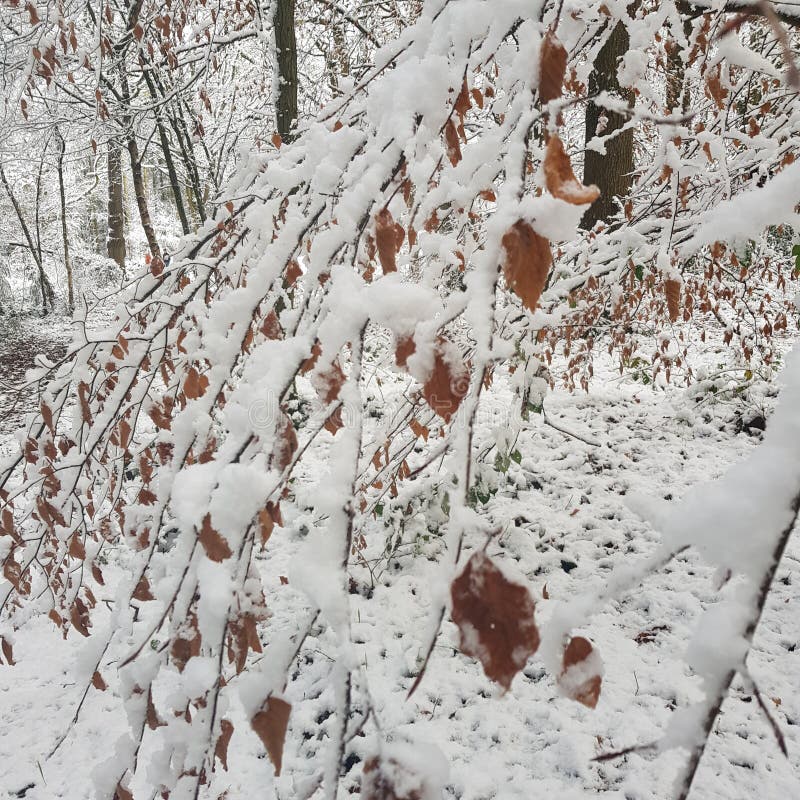 Snowy Leaves stock image. Image of weather, background - 69769493