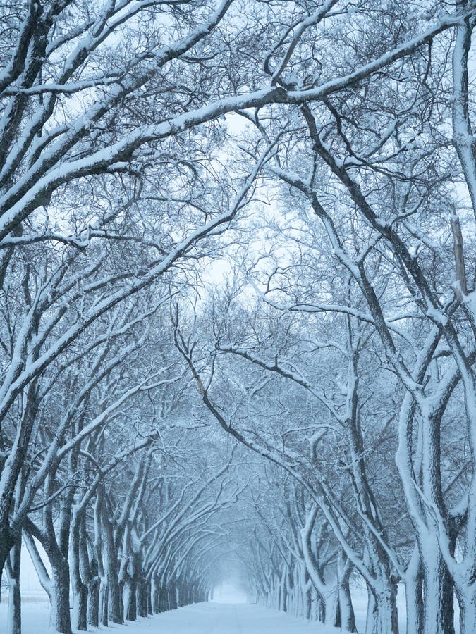 Snowy Tree-Lined Lane with Branches Hanging Over Road Stock Image ...