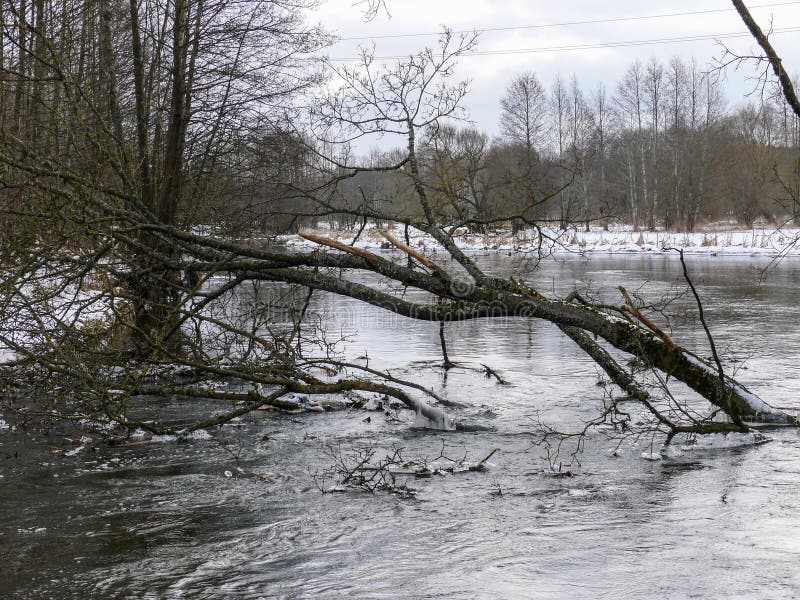 Snowy Tree Lying in the Partly Frozen River Stock Photo - Image of ...