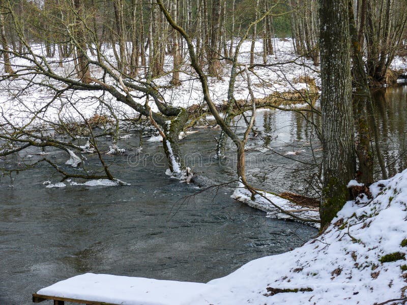 Snowy Tree Lying in the Partly Frozen River Stock Image - Image of snow ...