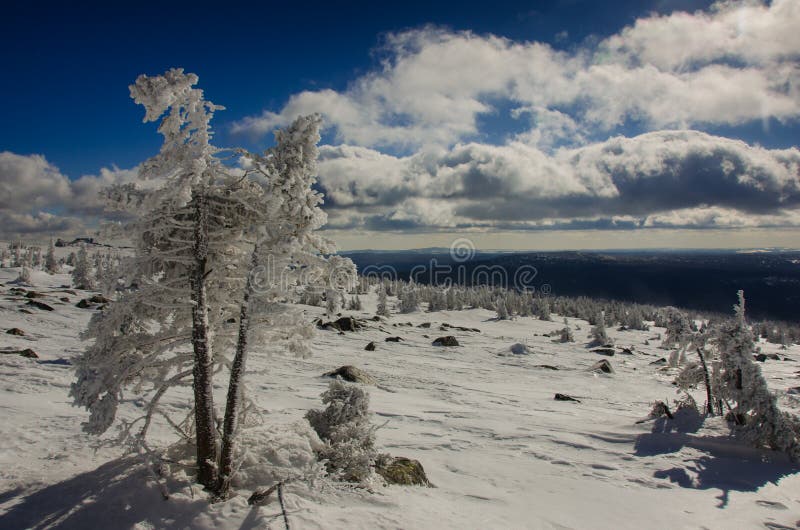 Snowy Tree in the Mountains Stock Photo - Image of hill, pine: 71293842