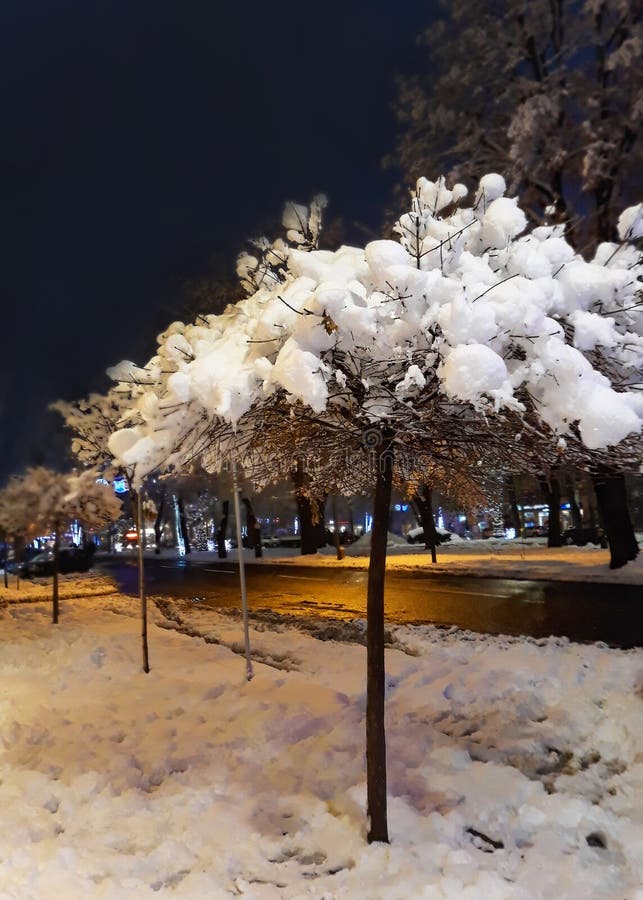 Snowy Tree with Next To the Road on a Cold Winter Night Stock Photo ...