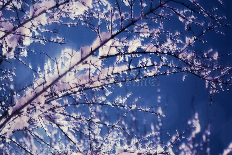 Snowy tree at the night stock image. Image of design, beauty - 7415997