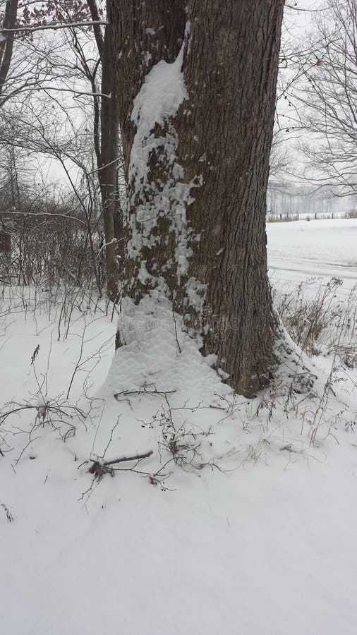 Snowy Tree stock image. Image of tree, winter, storm - 49285491