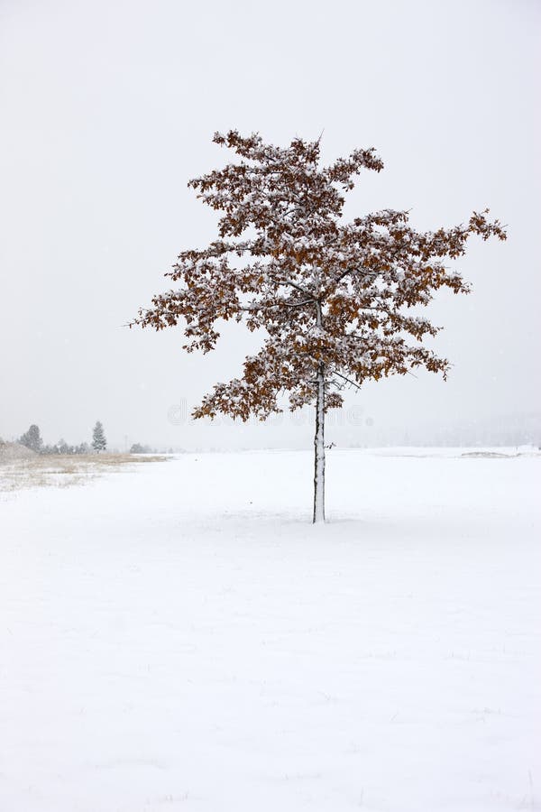 Snowy Tree on Overcast Day. Stock Photo - Image of snow, leaf: 27685000
