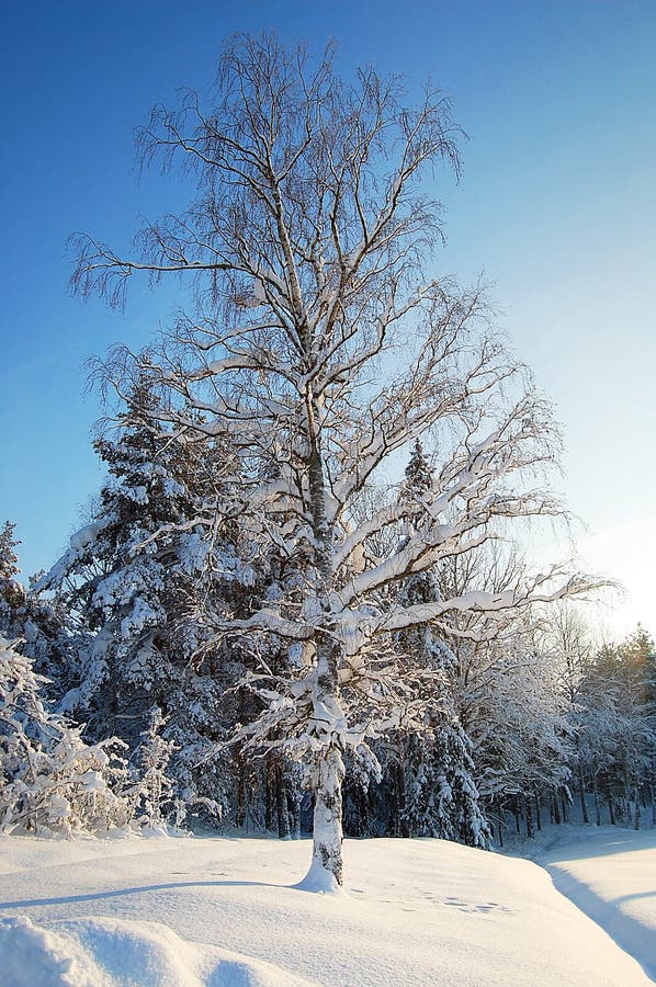 Snowy tree stock photo. Image of rain, season, snow, growth - 61025052