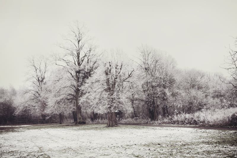 Snowy Tree Scene stock photo. Image of season, freezing - 28863038