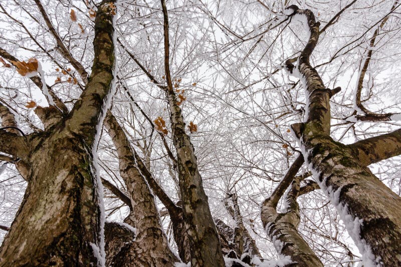 Snowy Tree stock image. Image of maple, white, snow, winter - 51213233