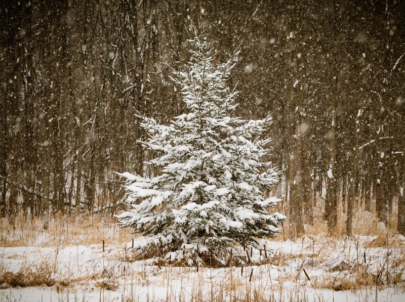 Snowy Tree in a Snow Storm stock photo. Image of laden - 140325582