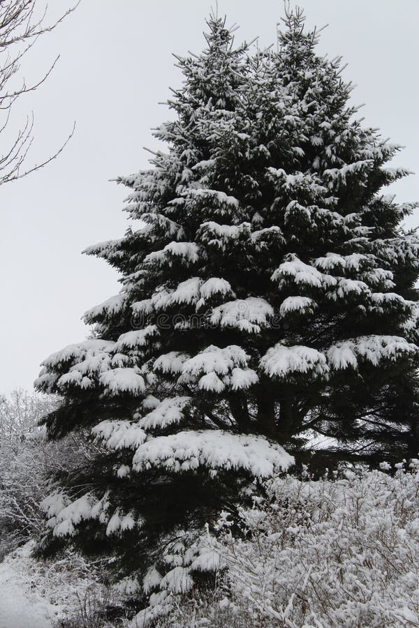 Snowy tree stock image. Image of snow, cold, winter - 107837983